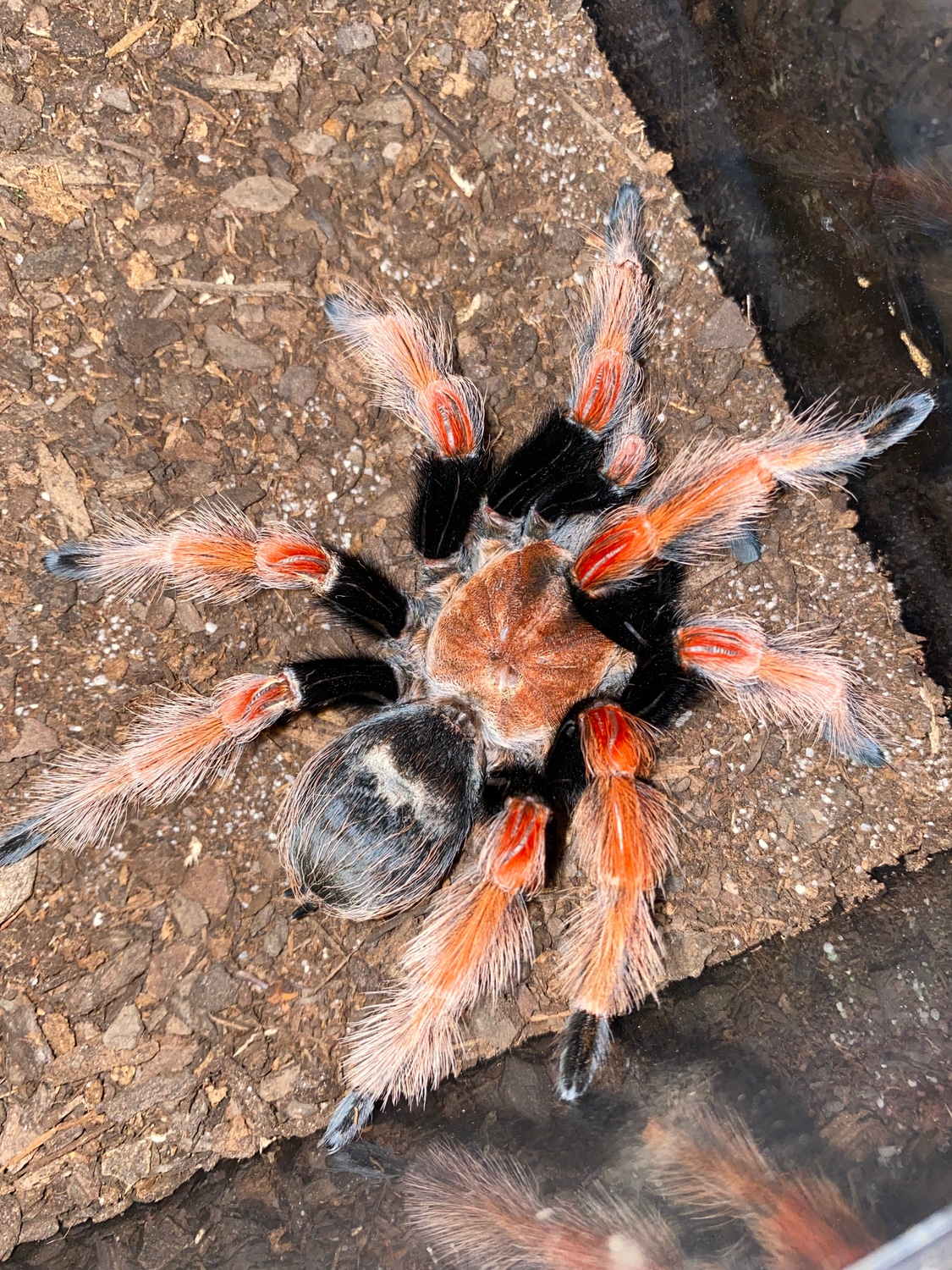 5-6” Brachypelma Boehmei Tarantula by 731Tarantulas - MorphMarket