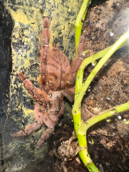 4-5” Phormingochilus Sp Rufus Tarantula by 731Tarantulas