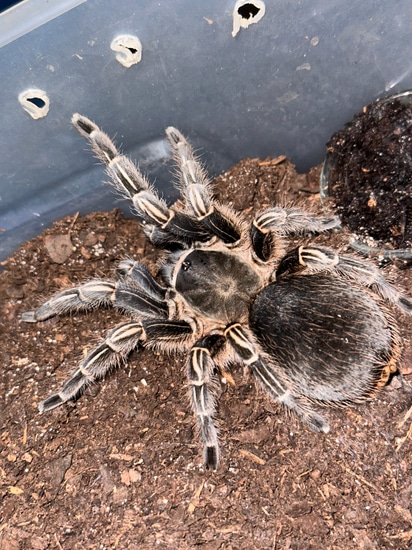 Aphonopelma Seemanni Tarantula by 731Tarantulas