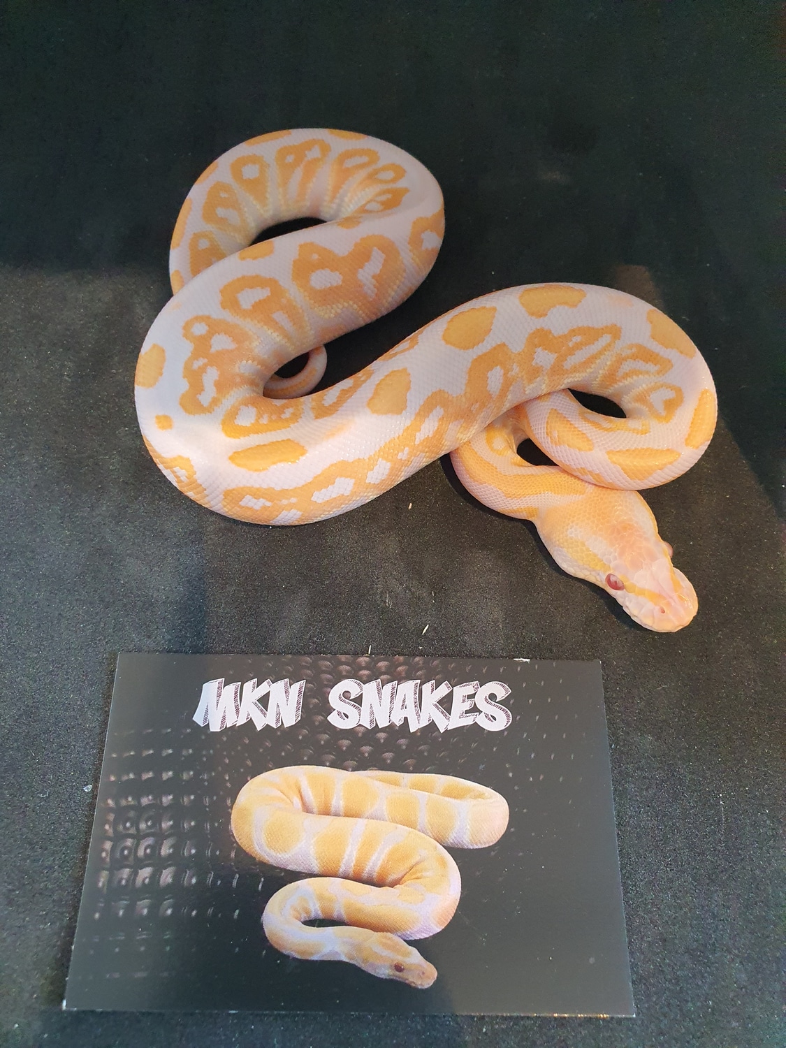 Black Pastel Toffino Ball Python by MKN-Snakes - MorphMarket