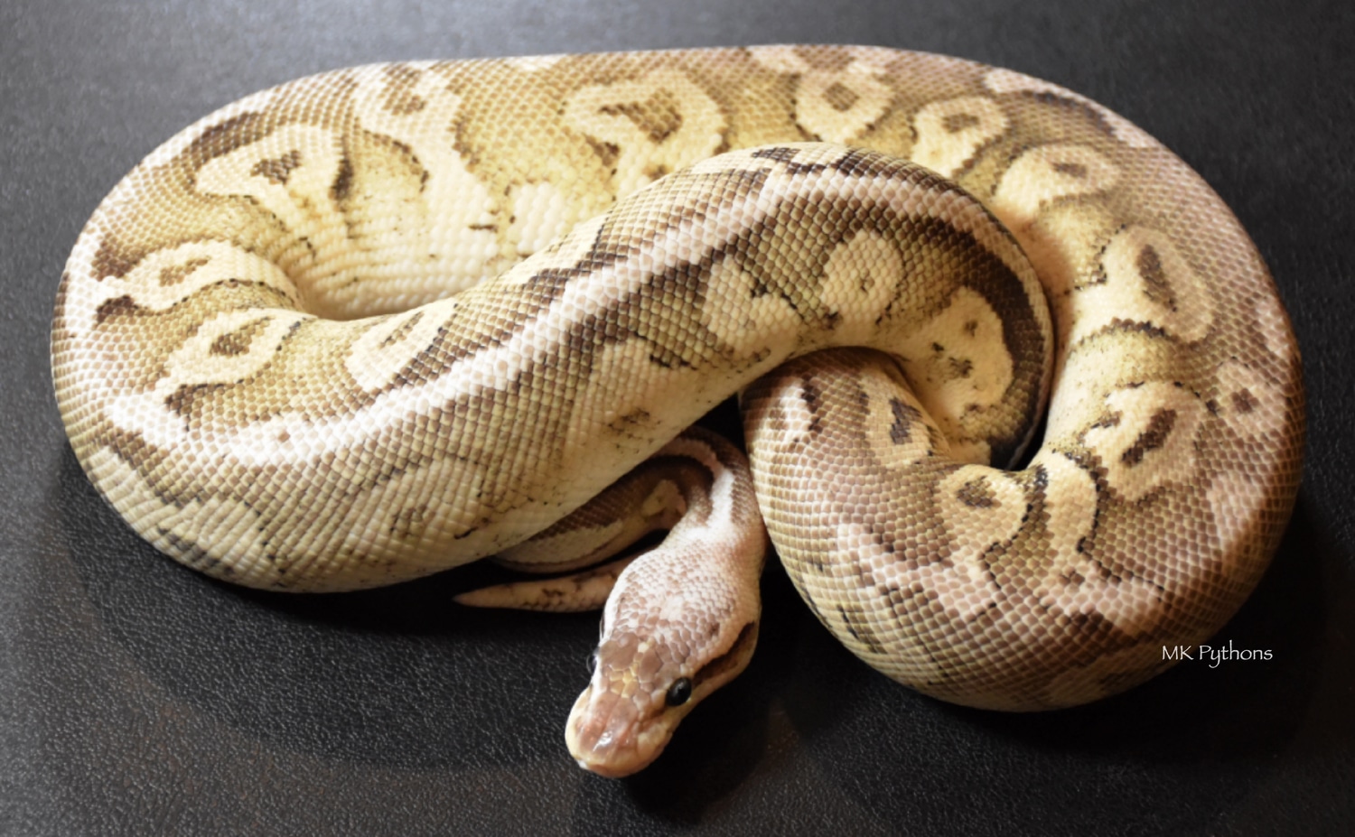 Black Pewter Fire Or Vanilla Ball Python by MK Pythons - MorphMarket