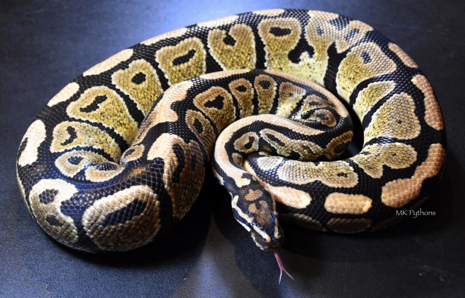 Spotnose Ball Python by MK Pythons - MorphMarket