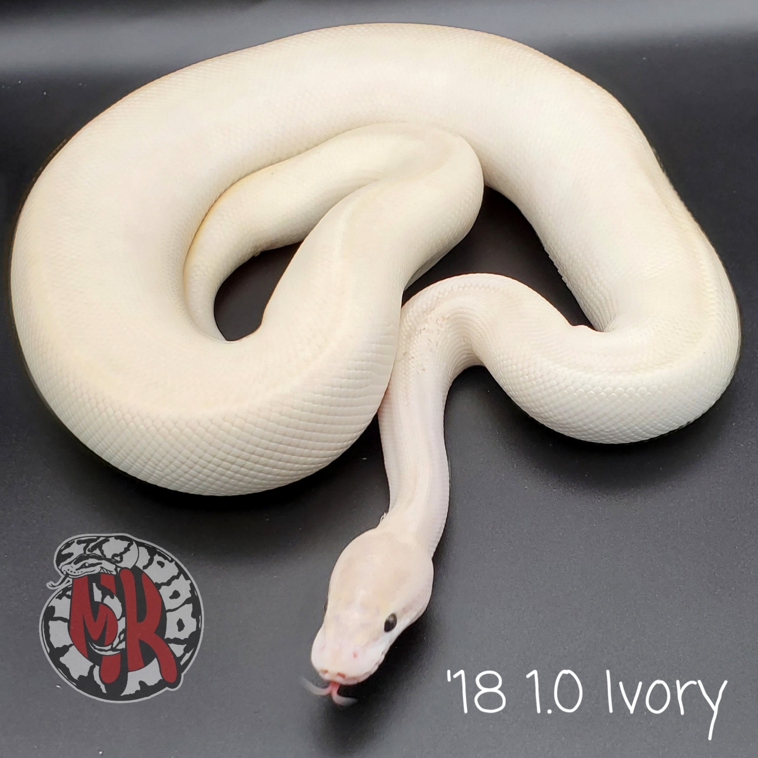 Ivory Ball Python by MK Pythons - MorphMarket