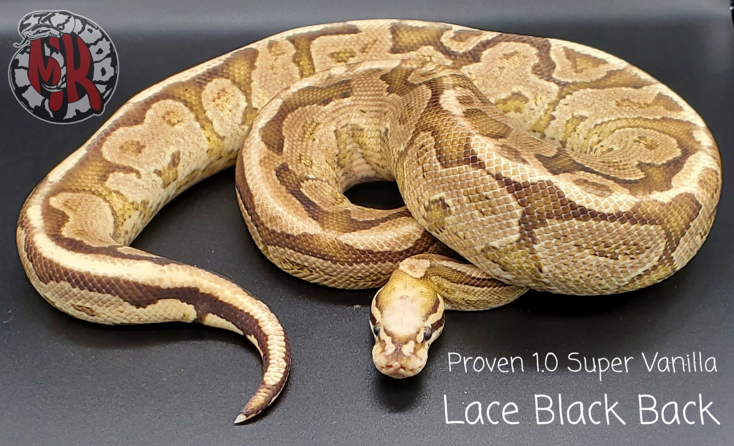 Super Vanilla Lace Black Back Ball Python by MK Pythons - MorphMarket