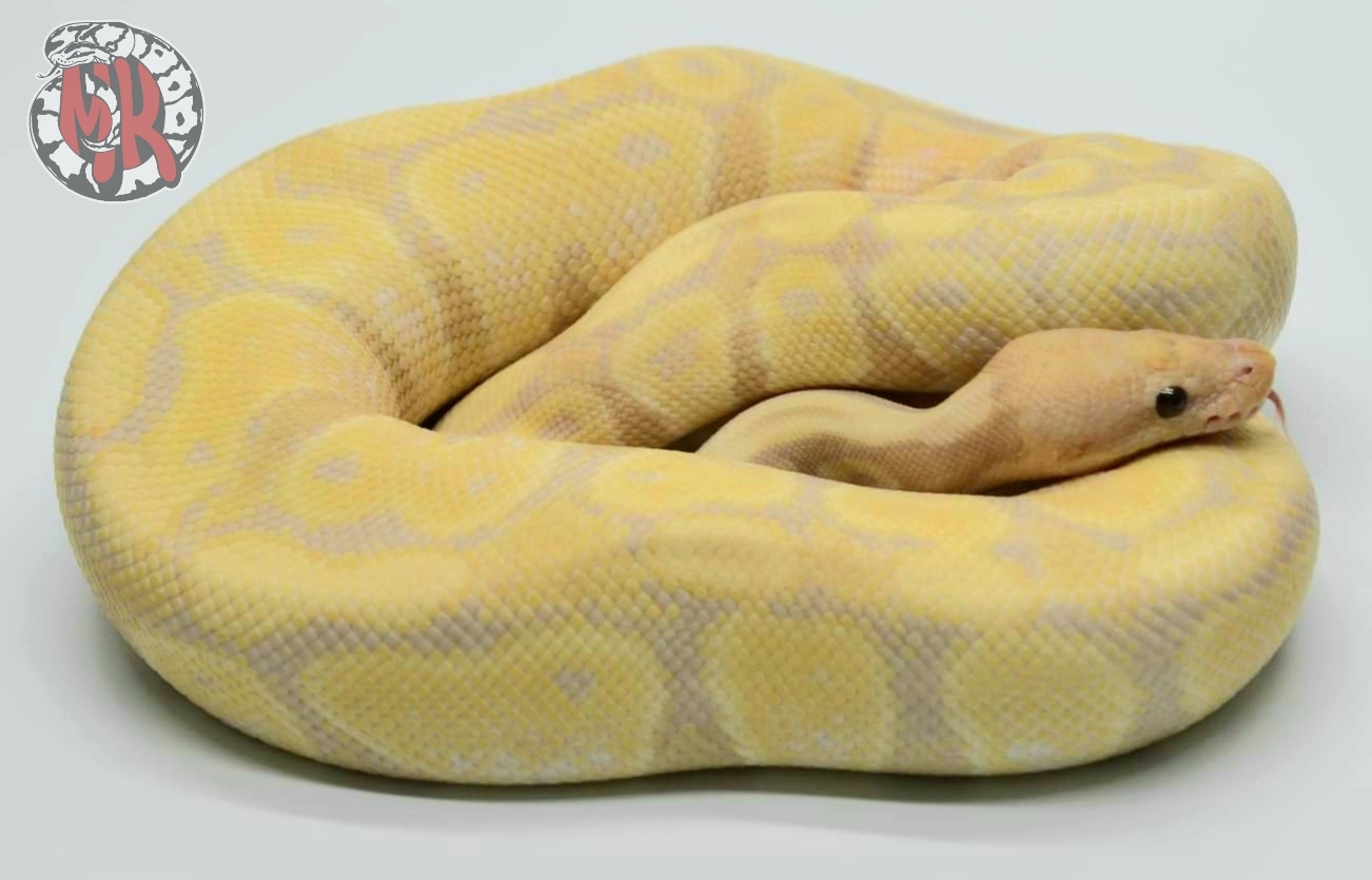 Super Banana Ball Python by MK Pythons - MorphMarket
