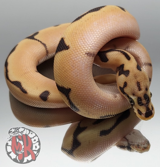 Super Orange Dream Spider Ball Python by MK Pythons
