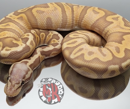 White Wedding Ball Python by MK Pythons - MorphMarket