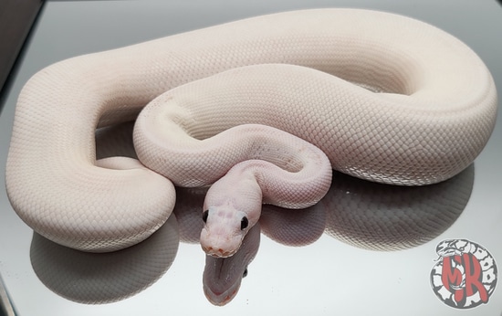 White Wedding Ball Python by MK Pythons