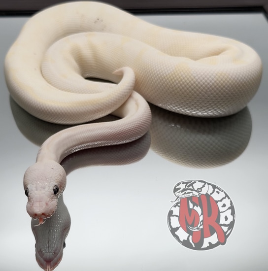 Pastel Russo Special Ball Python by MK Pythons