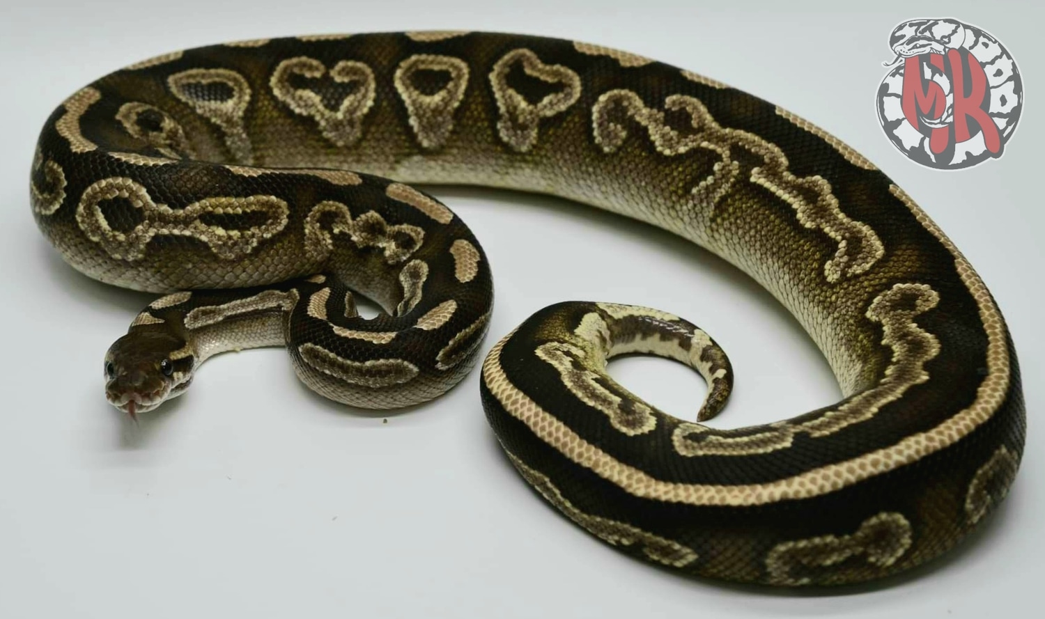 Cinnamon Het Lavender Albino Ball Python by MK Pythons - MorphMarket