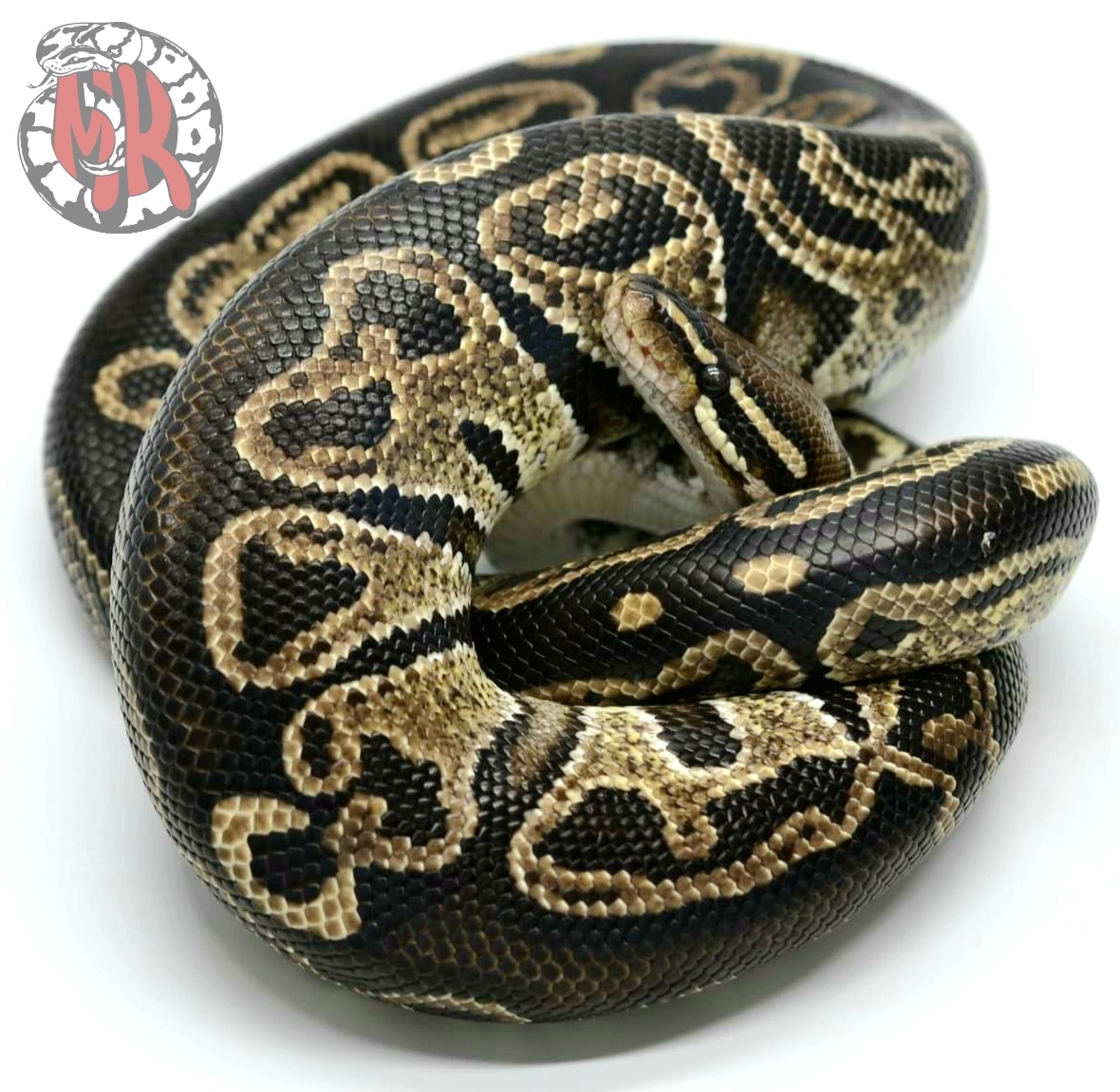 Trick Ball Python by MK Pythons - MorphMarket
