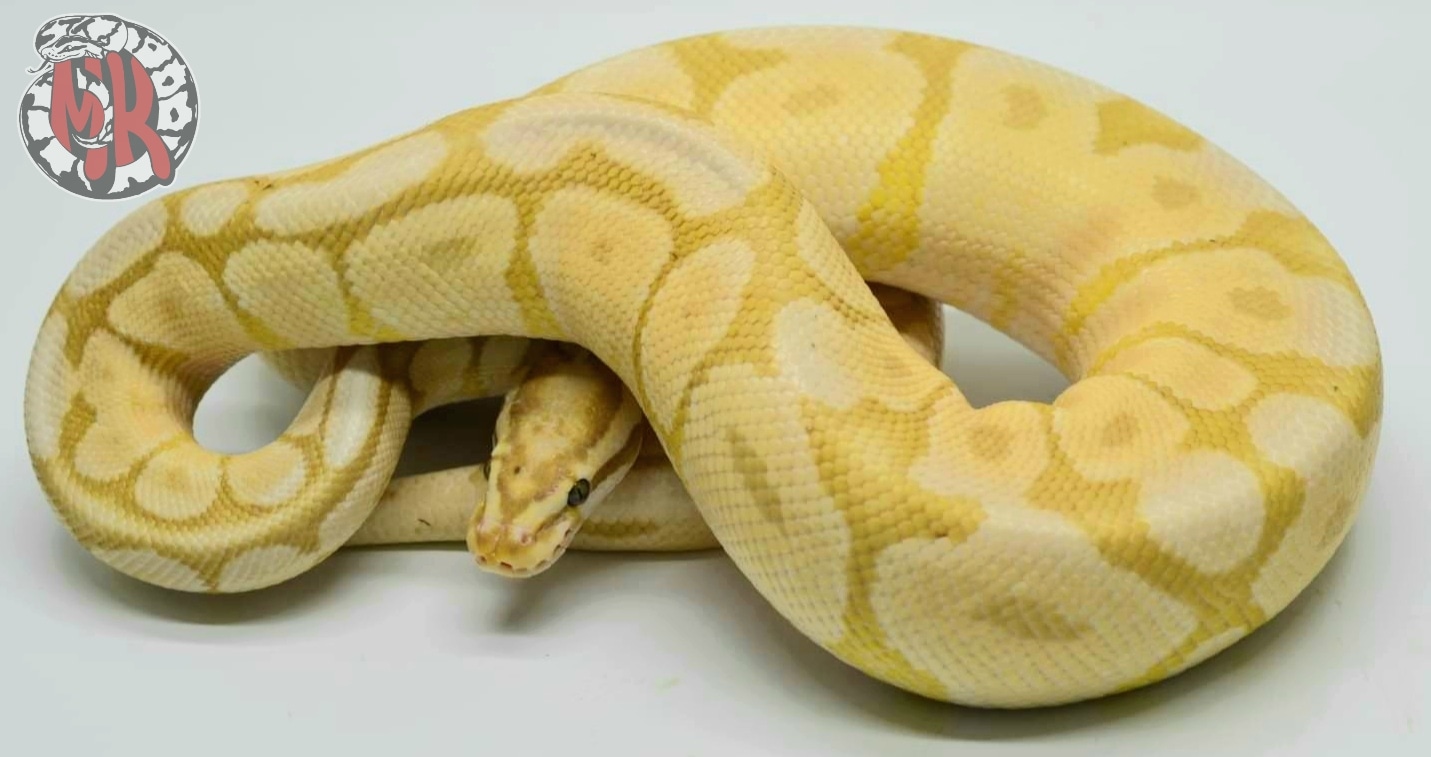 Banana Mojave Spider Ball Python by MK Pythons - MorphMarket