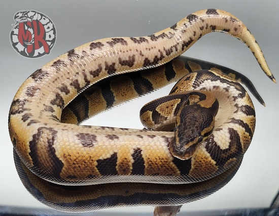 Harlequin Specter Or Gravel Ball Python by MK Pythons
