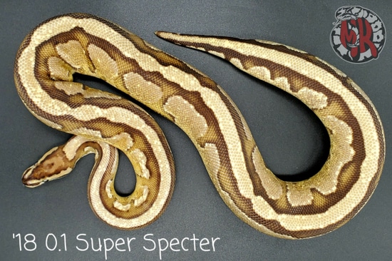 Super Spector Ball Python by MK Pythons