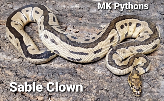 Sable Clown Ball Python by MK Pythons