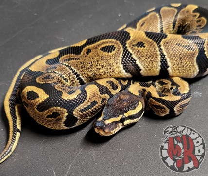 DH Piebald Albino Pos Caramel Albino Ball Python by Rollins Royal ...