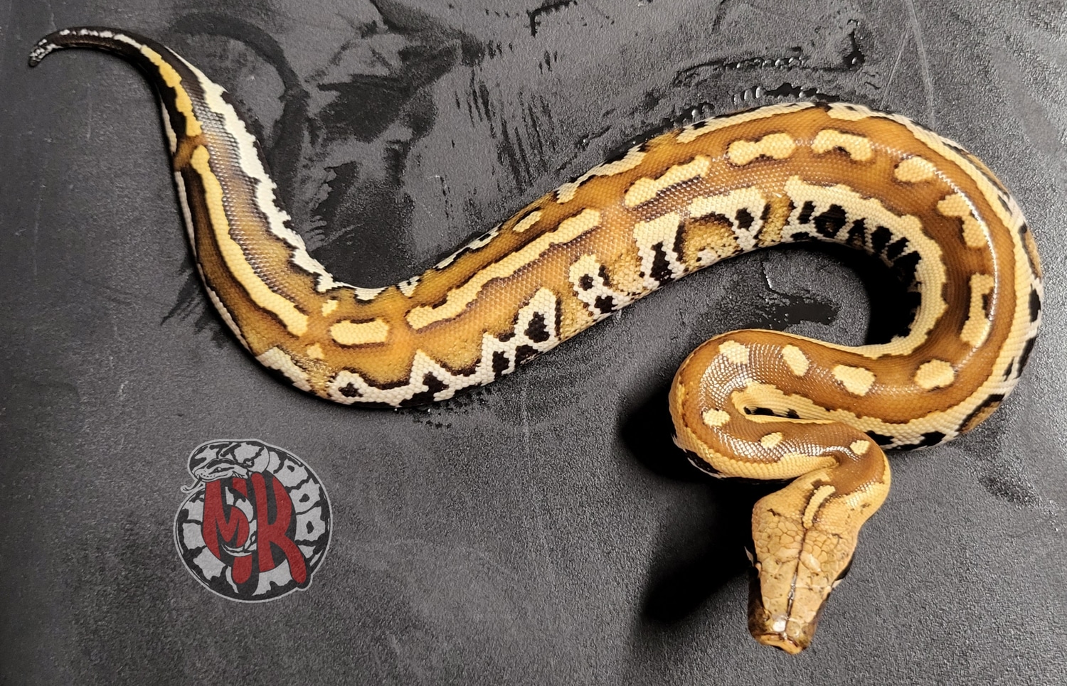 Matrix Blood Python by MK Pythons - MorphMarket