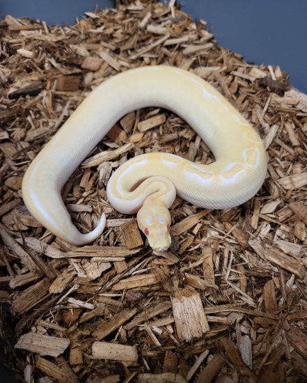 Albino Champagne Possible Black Pastel Ball Python by MK Pythons