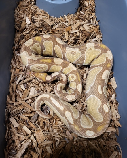 Ultramel Ball Python by MK Pythons