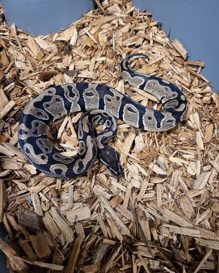 Normal Or Chocolate Het Orange Ghost PH Desert Ghost Ball Python by MK ...