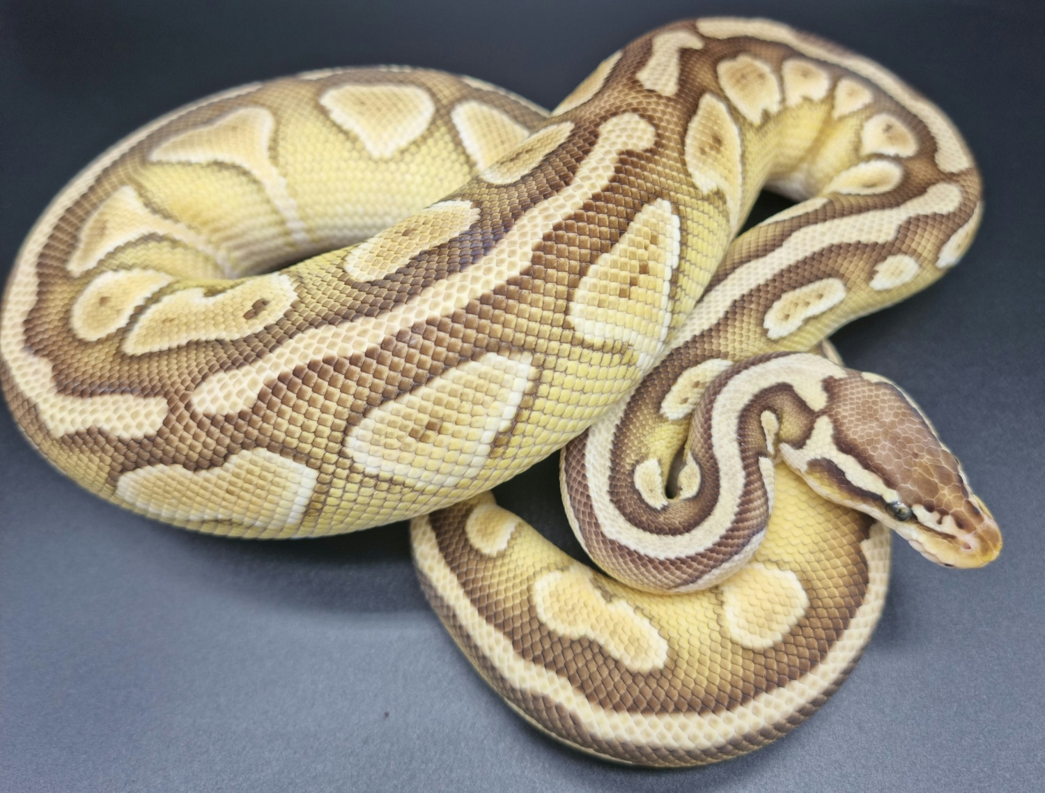 Lemon Pastel, Butter Het Clown Ball Python by MKR Recessives - MorphMarket