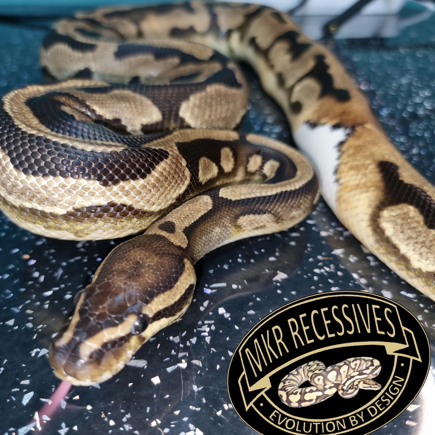 Gene X Pied Ball Python by MKR Recessives - MorphMarket