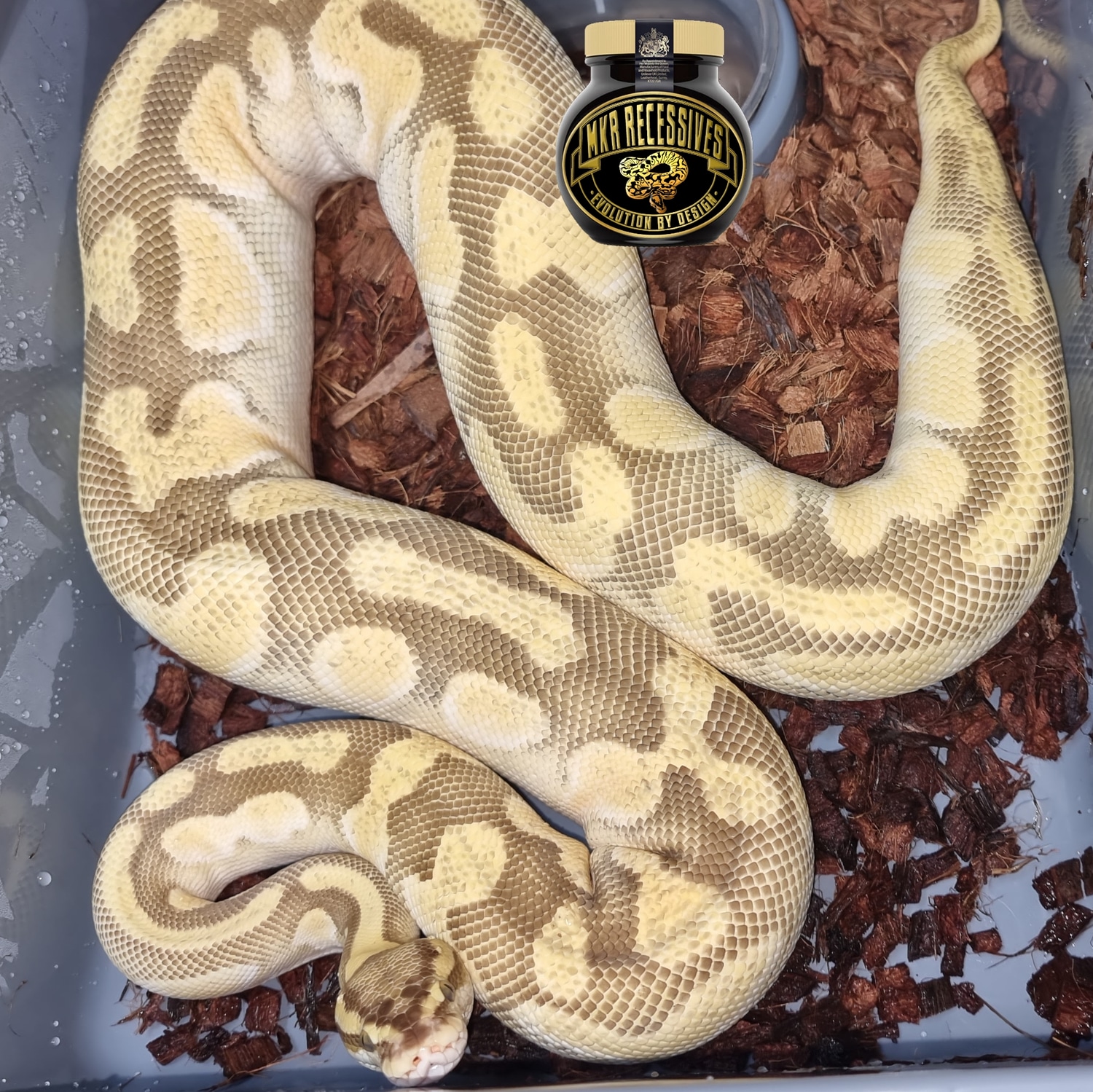 Proven Lesser Enchi Ball Python by MKR Recessives - MorphMarket
