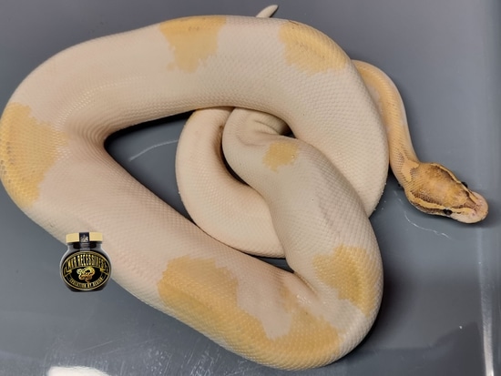 Highway Pied Ball Python by MKR Recessives