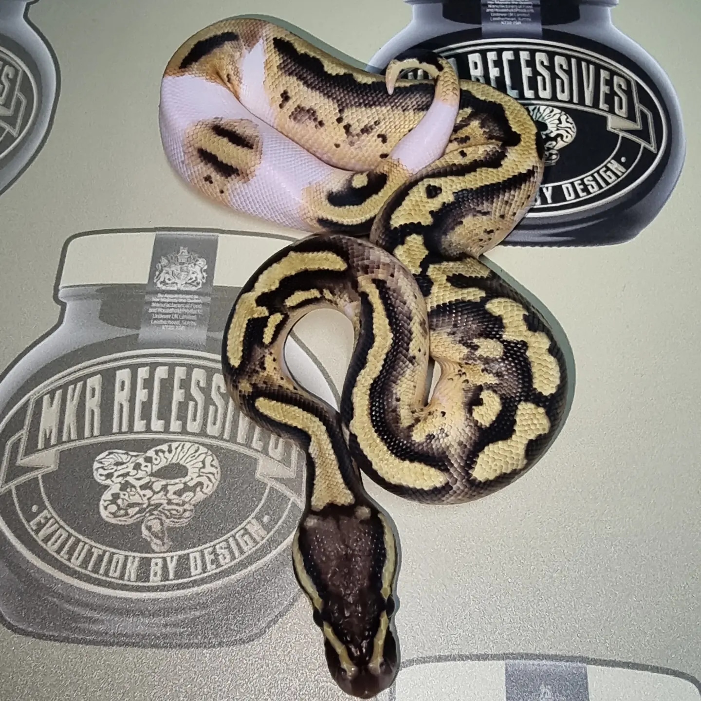 Het DG Lemon Pastel Pied Ball Python by MKR Recessives - MorphMarket