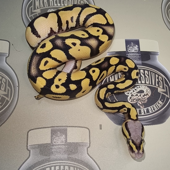 DG Het Pied Lemon Pastel Ball Python by MKR Recessives