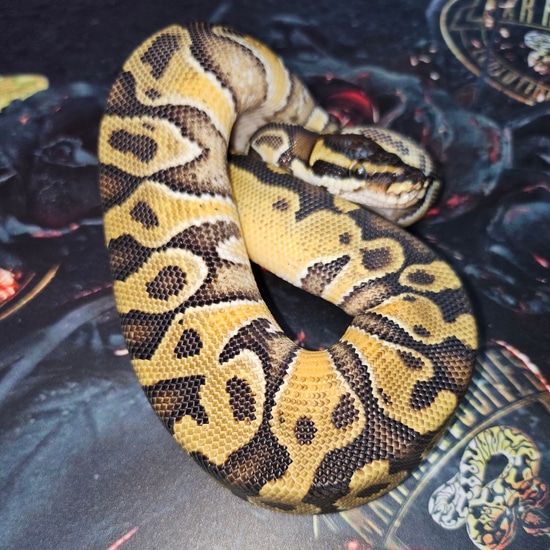 Hurricane Enchi Splatter Het Migraine Ball Python by MKR Recessives