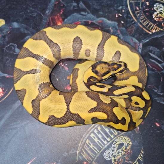 Leopard DG Ball Python by MKR Recessives