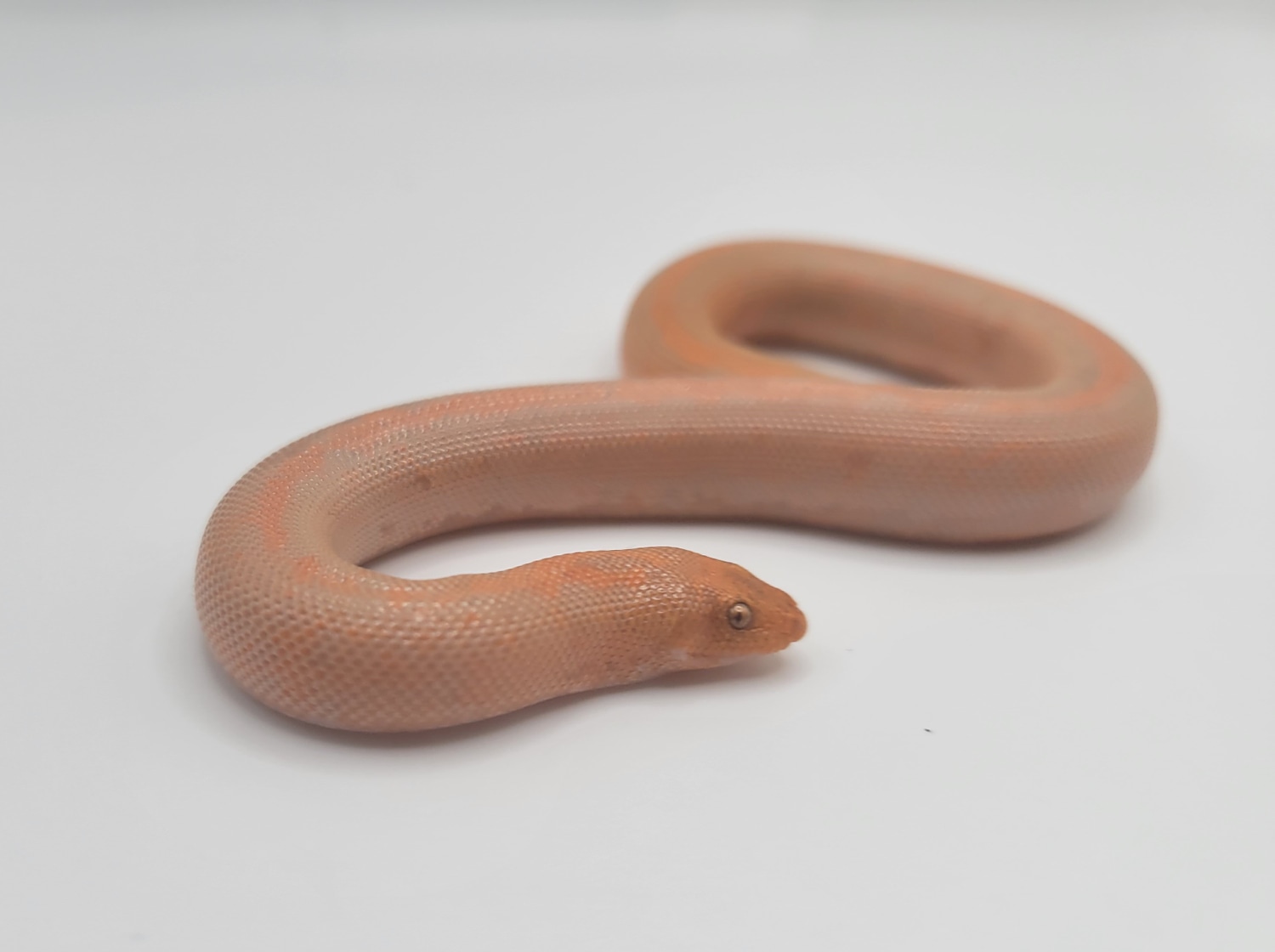 Albino Stripe Male Kenyan Sand Boa by Boas of Time - MorphMarket