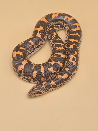 Normal Kenyan Sand Boa by Boas of Time