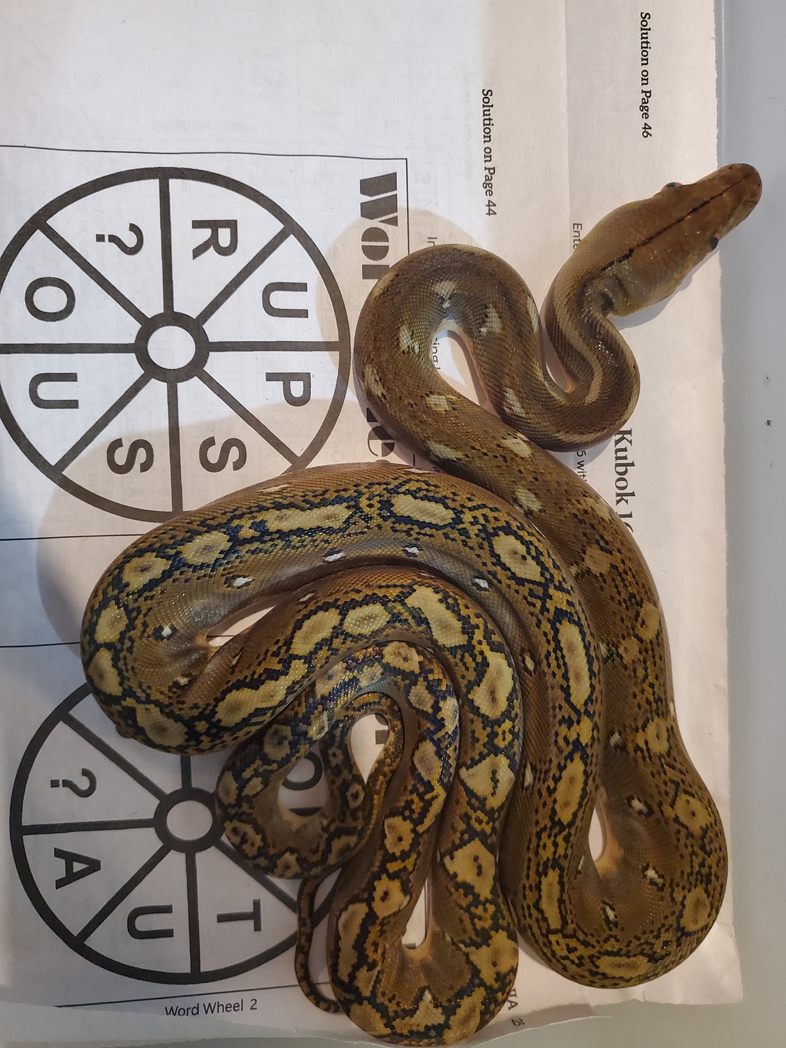 Phantom Reticulated Python by Matt Lamare Pythons - MorphMarket