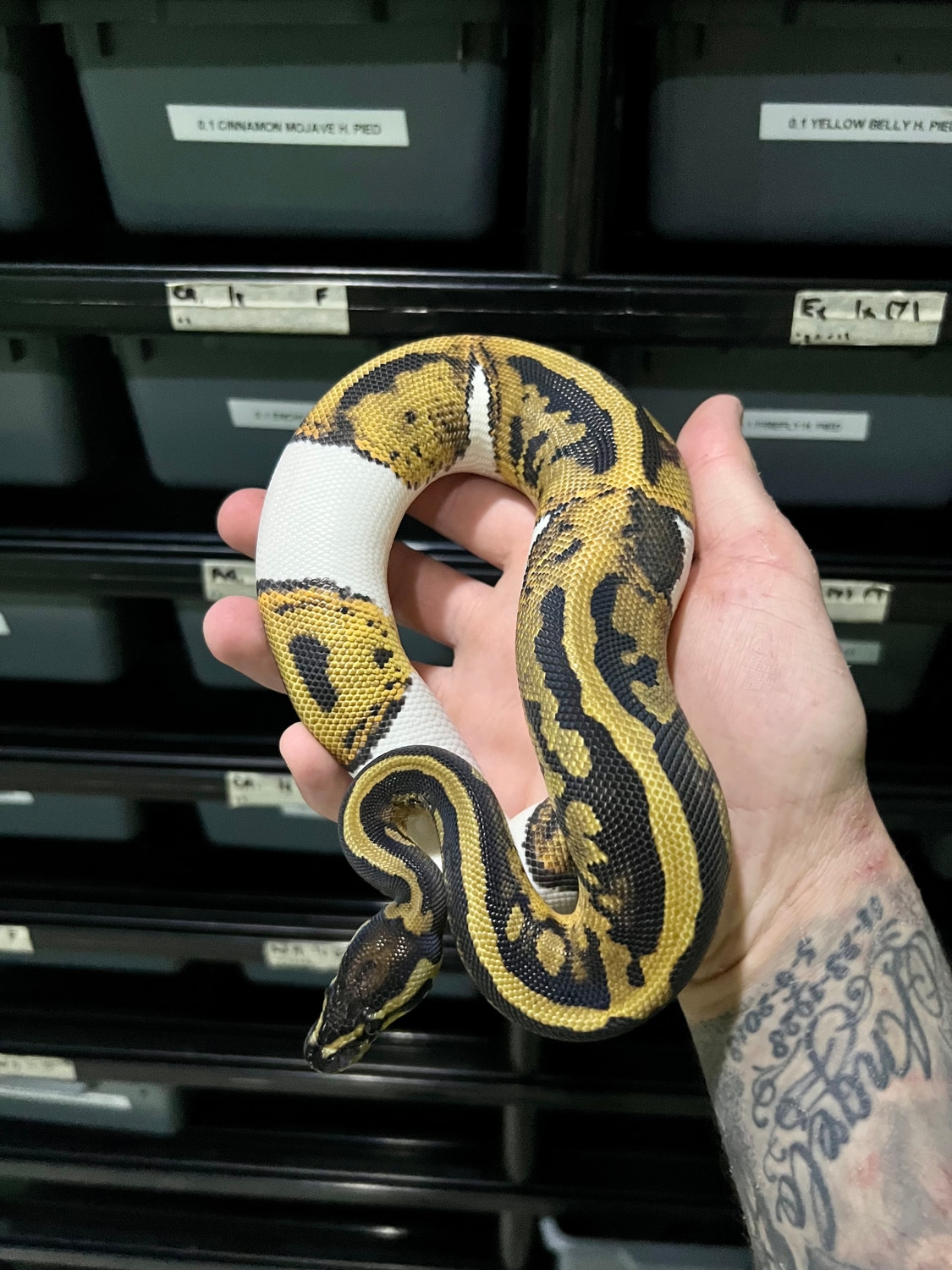 0.1 Pied Poss Leopard GeneX Ball Python by MLG Reptiles - MorphMarket