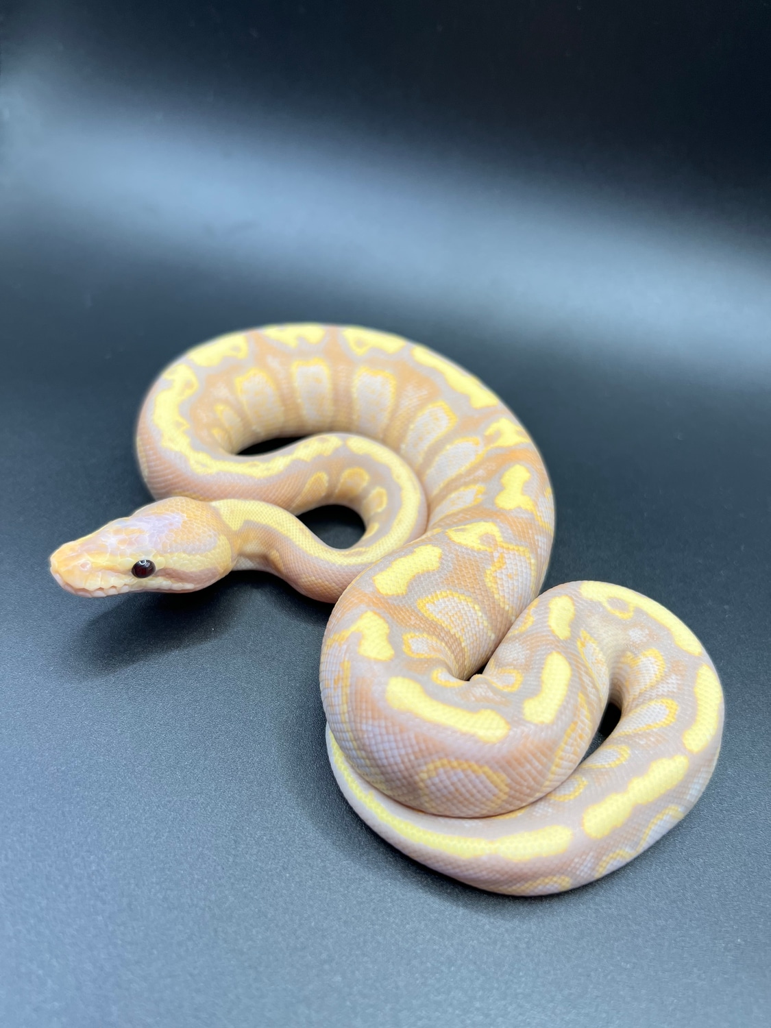 Ban. GHI. ODYB. (Prob. Enchi Chocolate) Ball Python by MLG Reptiles ...