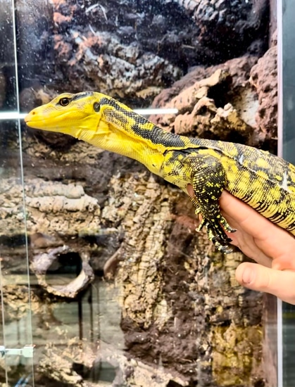 22’ Philippine Yellow Headed Water Monitor (V.cumingi) by MLG Reptiles