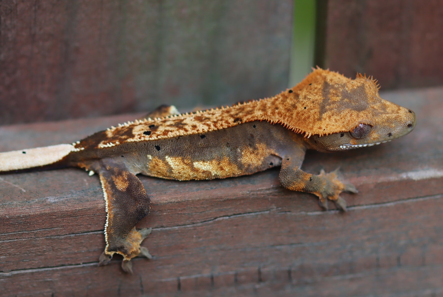 Partial Pinstripe With Dalmatian Spots Crested Gecko by MLN Reptiles ...