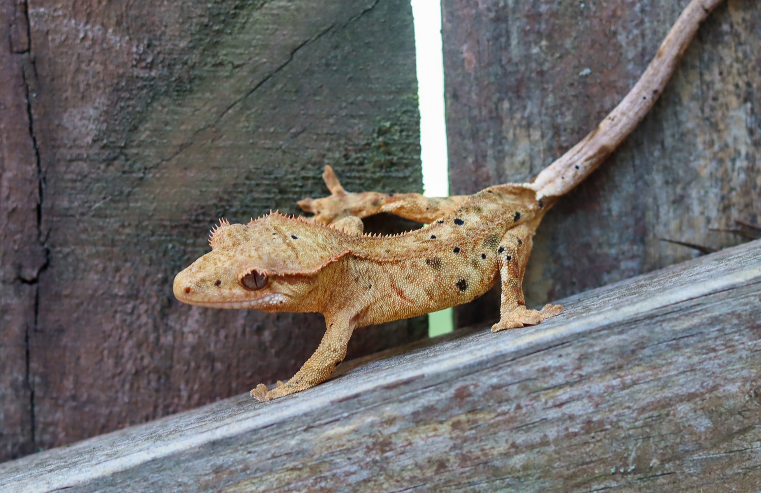 Yellow Brindle Dalmatian Crested Gecko by MLN Reptiles - MorphMarket