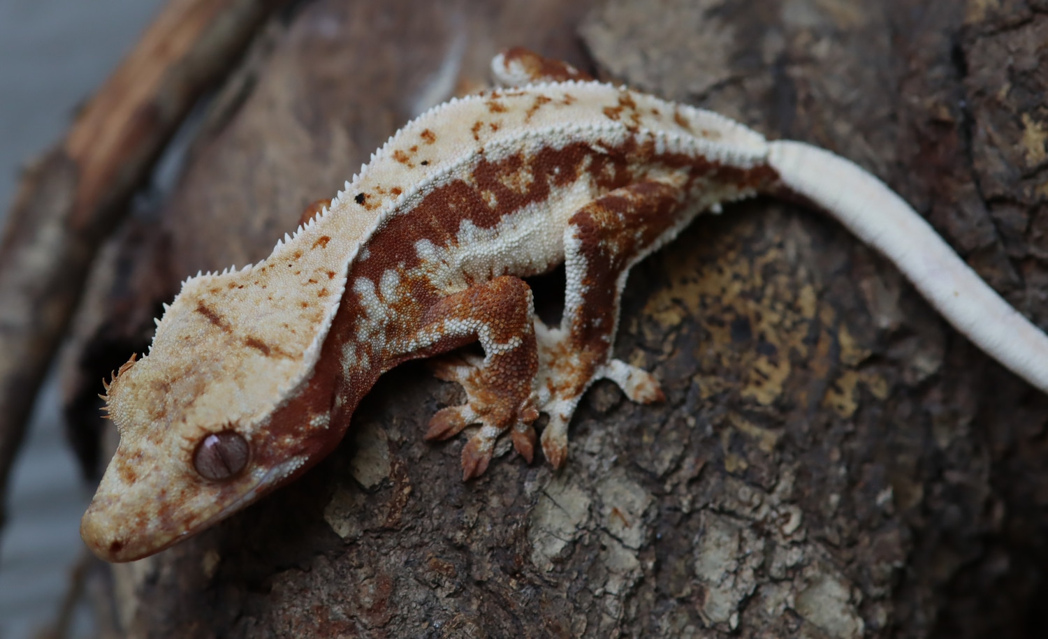 2022 Red Lilly White Crested Gecko by MLN Reptiles - MorphMarket