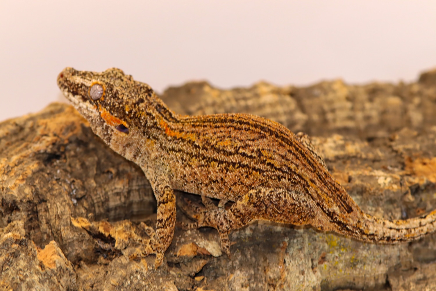 Pink Base Stripe Gargoyle Gecko by MLN Reptiles - MorphMarket