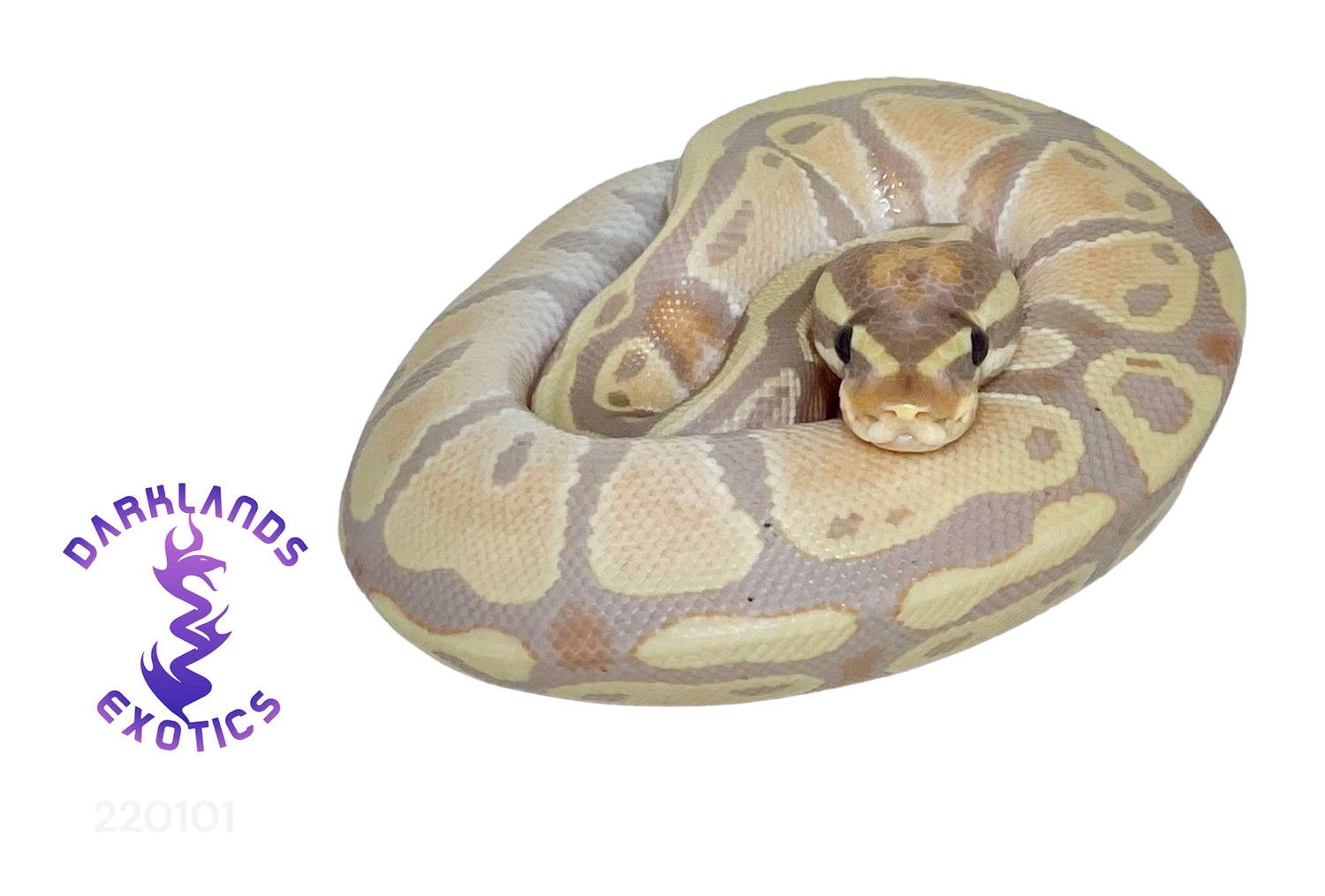 Coral Glow Het Pied Ball Python by Darklands Exotics - MorphMarket