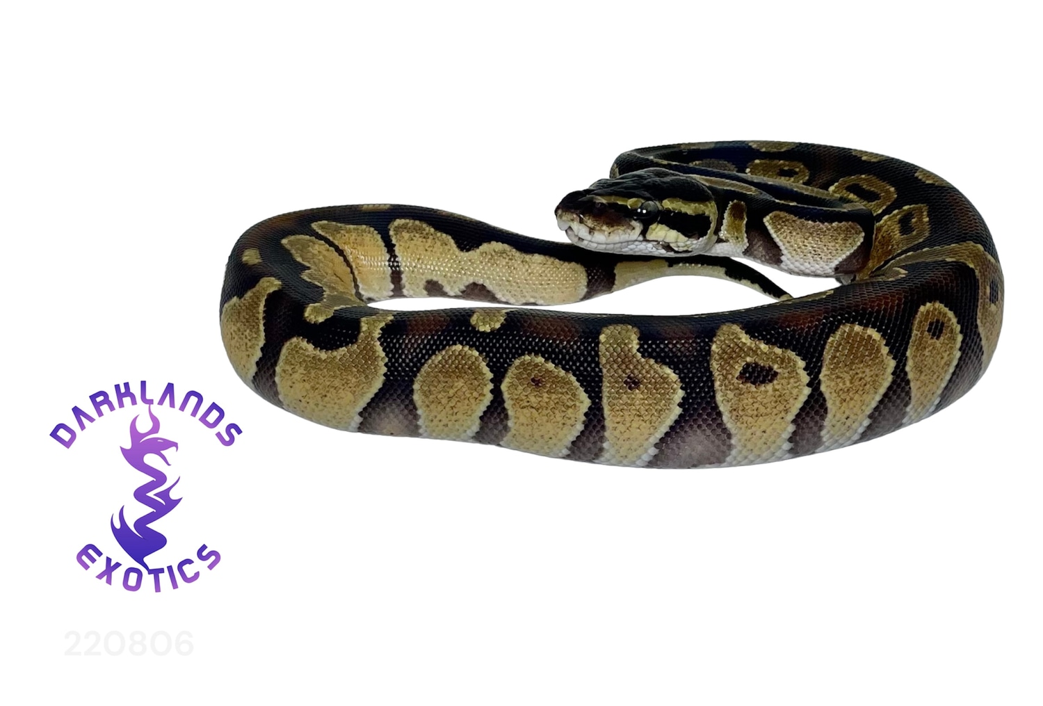 Enchi Black Head Ball Python by Darklands Exotics - MorphMarket