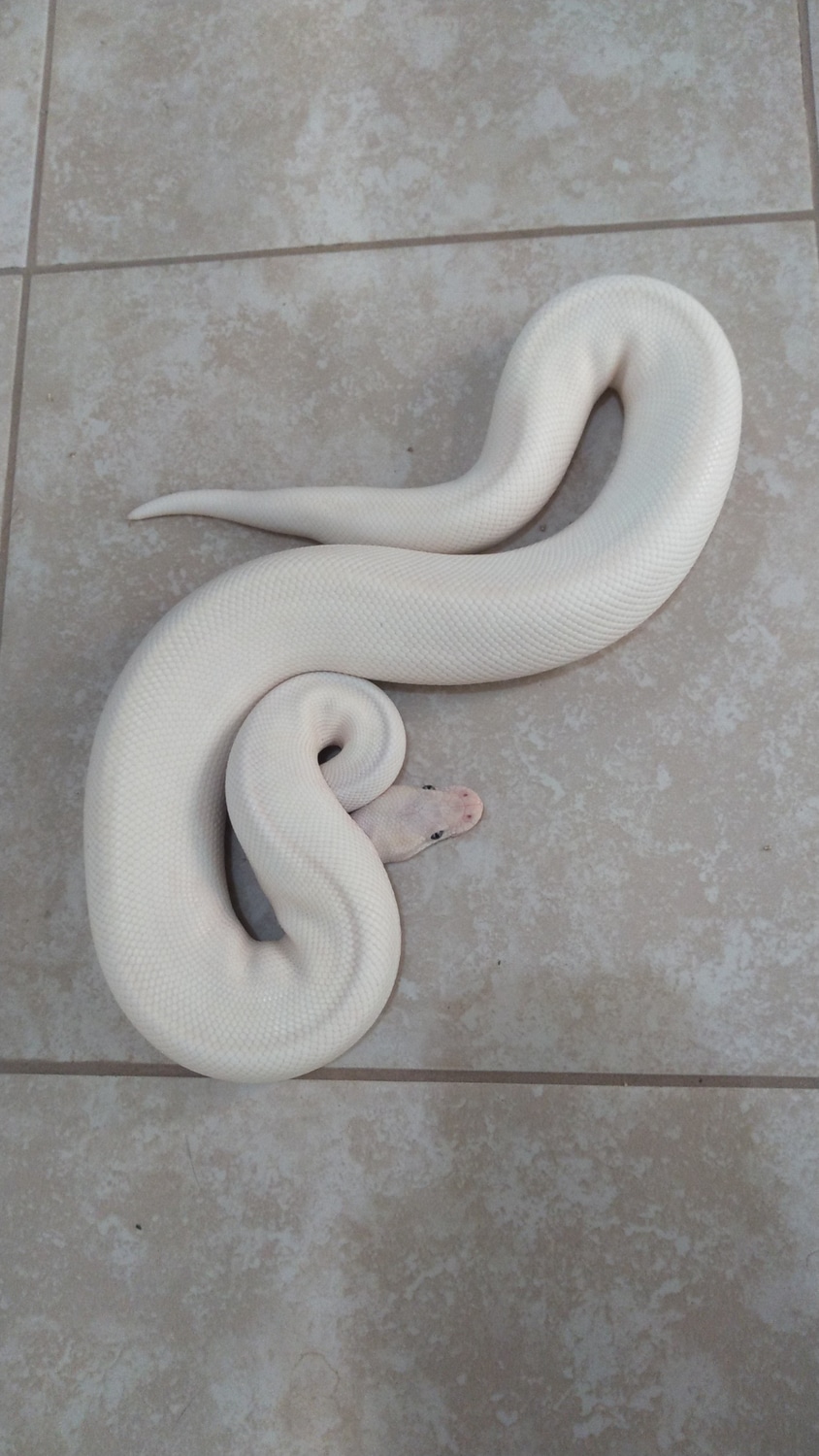 Mojave Russo Bel Ball Python by Lead Free Reptiles - MorphMarket
