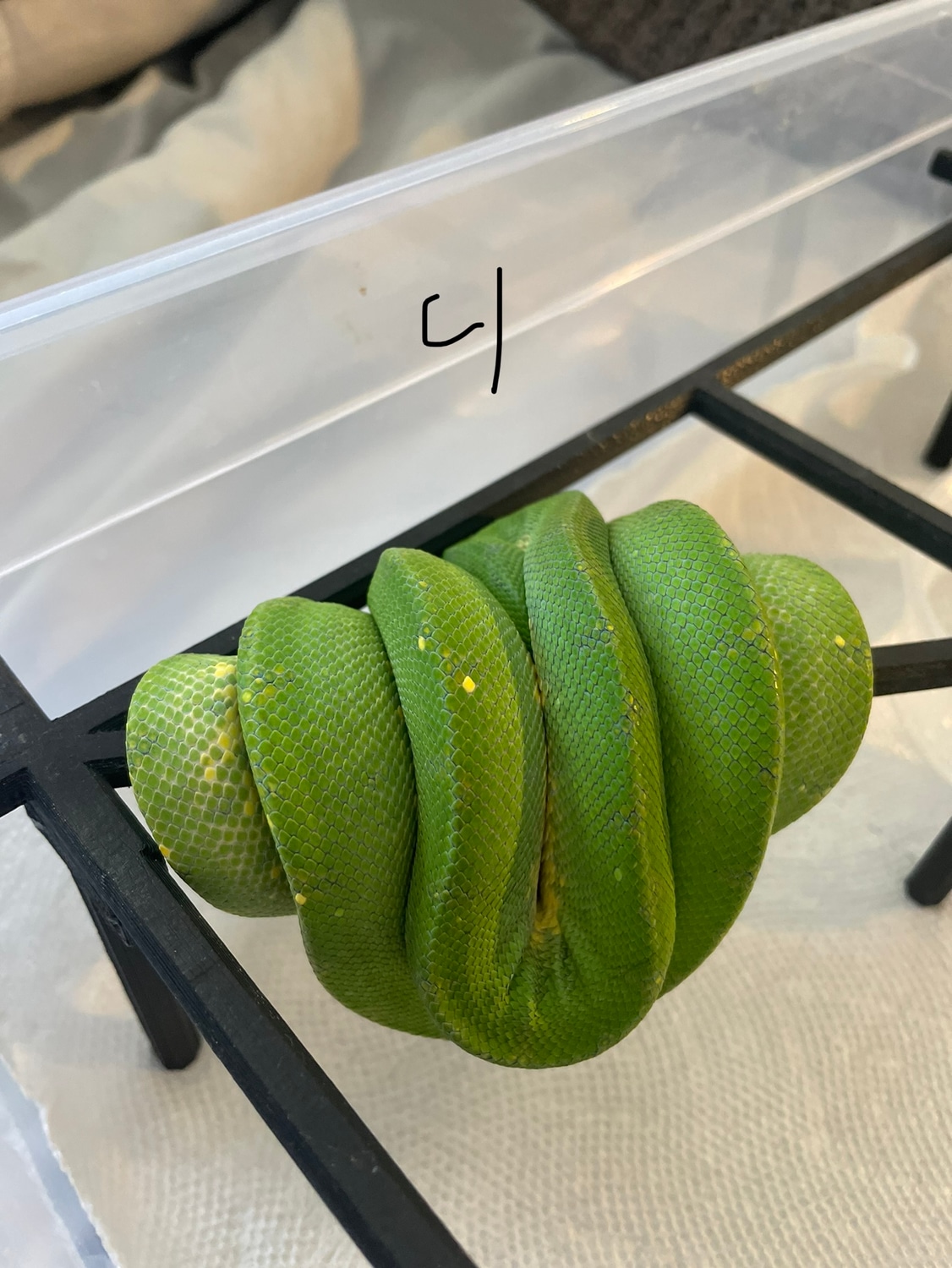USCBB Jayapura Sorong Mix Green Tree Python by Lutteroth Green Tree ...