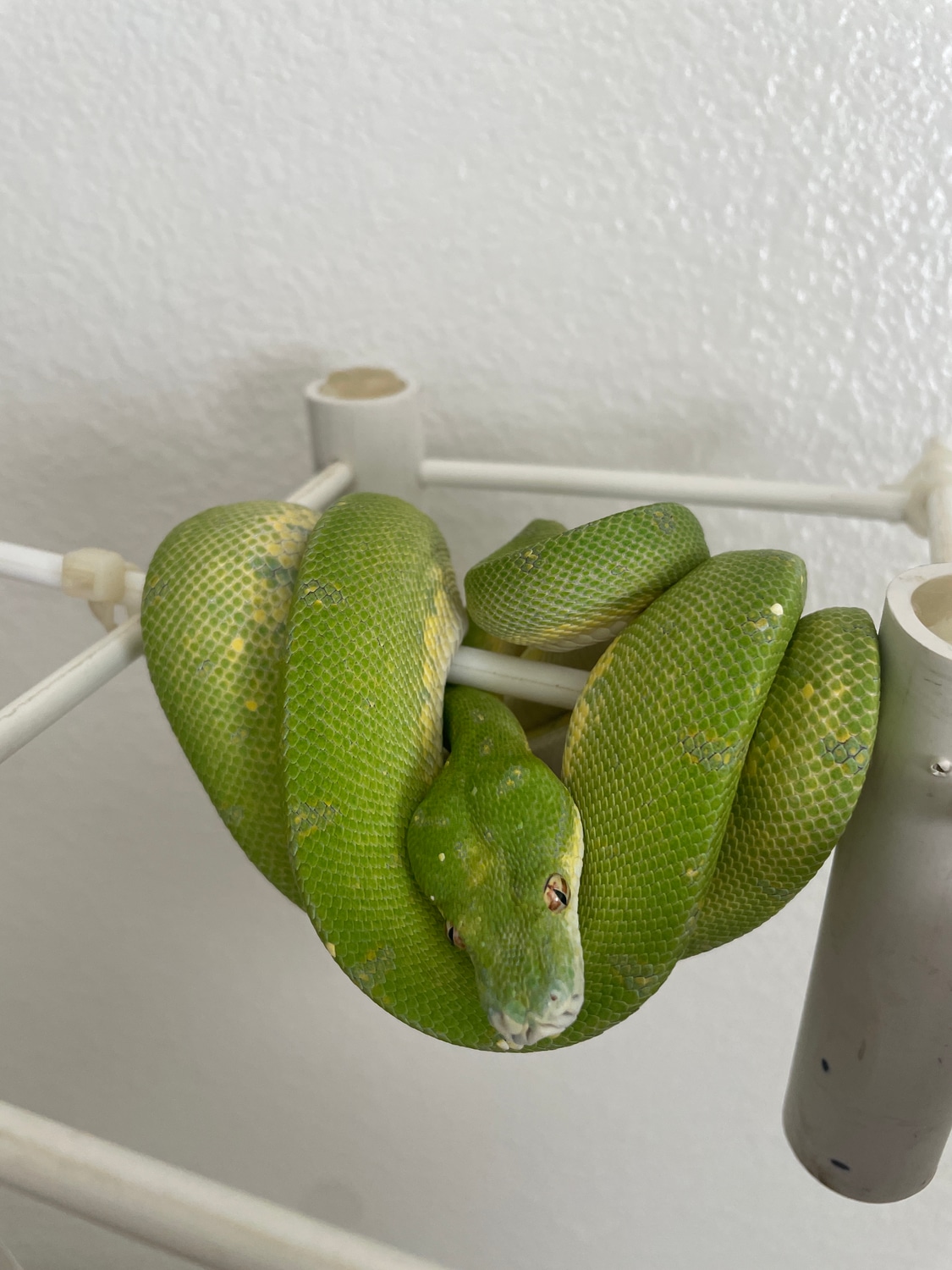 USCBB Jayapura Sorong Mix Green Tree Python by Lutteroth Green Tree ...