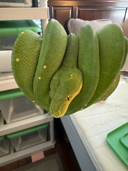 USCBBG Jayapura Sorong Mix Green Tree Python by Lutteroth Green Tree Python