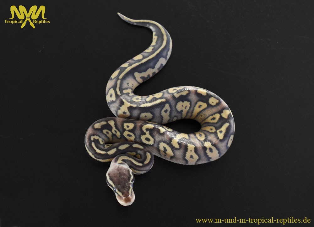 Phantom Pastel Fire YB 0.1 Ball Python by M&M Tropical Reptiles - MorphMarket