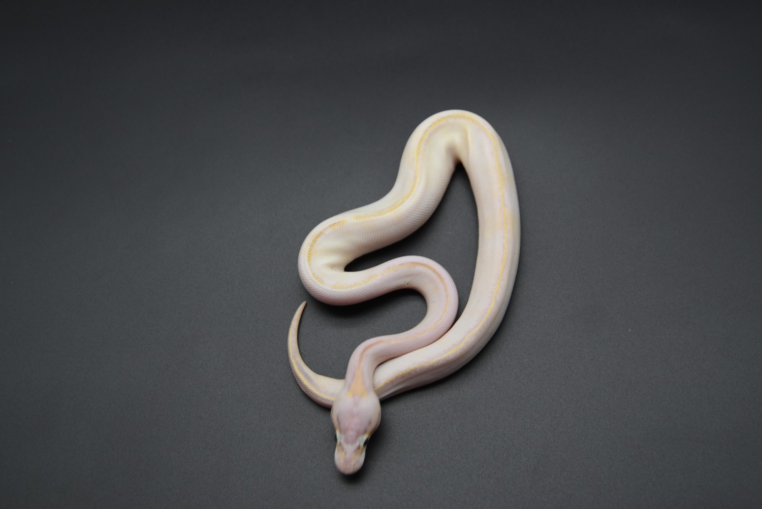 Pastel Ivory Ball Python by M&M Tropical Reptiles - MorphMarket